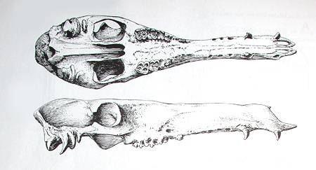 Escenarios prehistóricos: Floridatragulus
