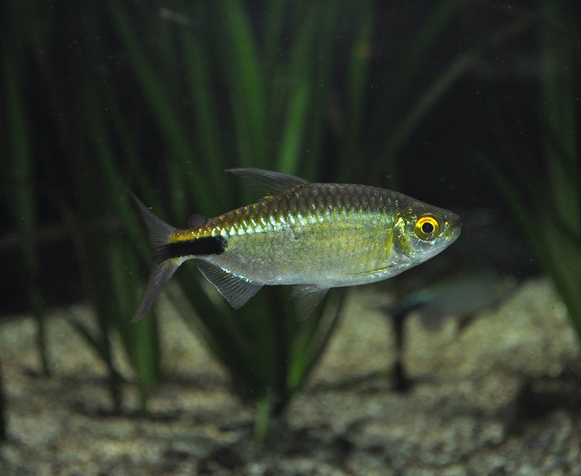 ZOOTOGRAFIANDO (6.100 ANIMALS): CHARACÍN DE ALETA LARGA / LONGFIN TETRA ...