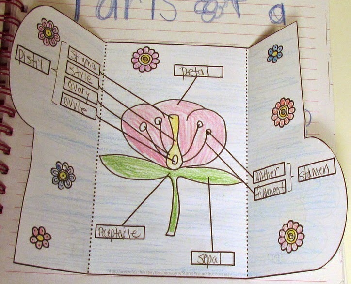 Plant Life Cycle Activities for Kids | Succes Today