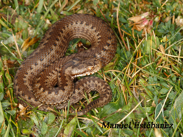 Miradas Cantábricas: Vibora de Seoane (Vipera seoanei)