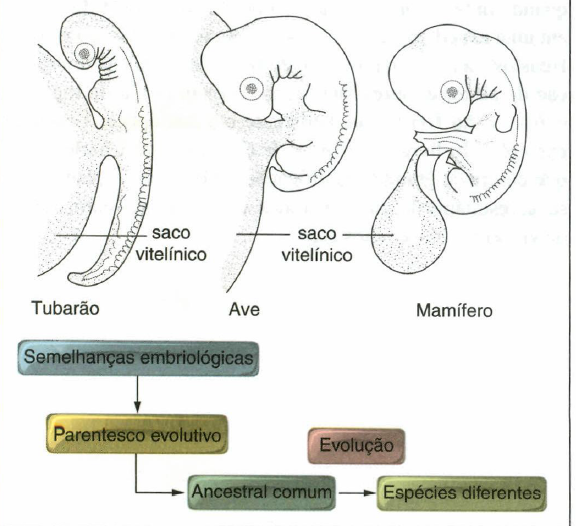 Semelhanças embriológicas