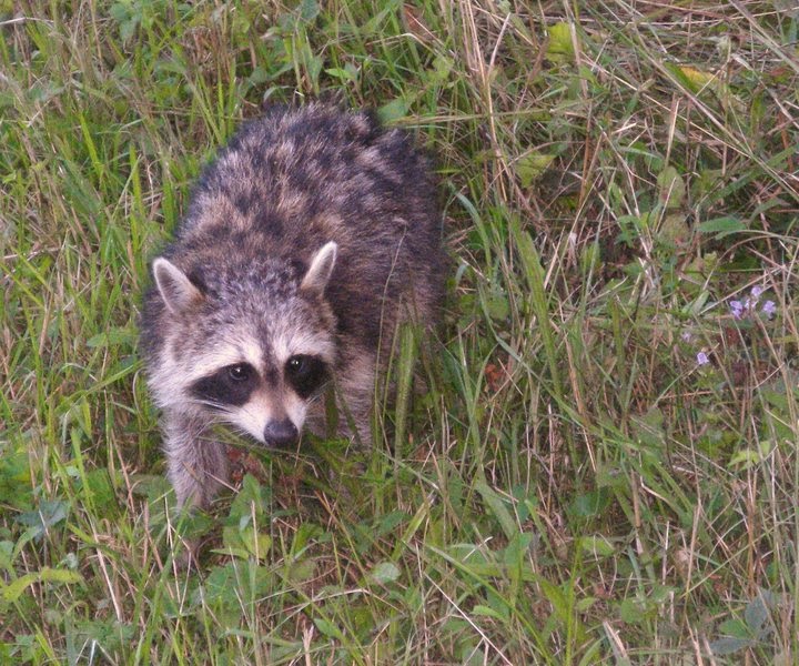 The Literate Quilter: Michigan 101: The Little Deers and Other Critters