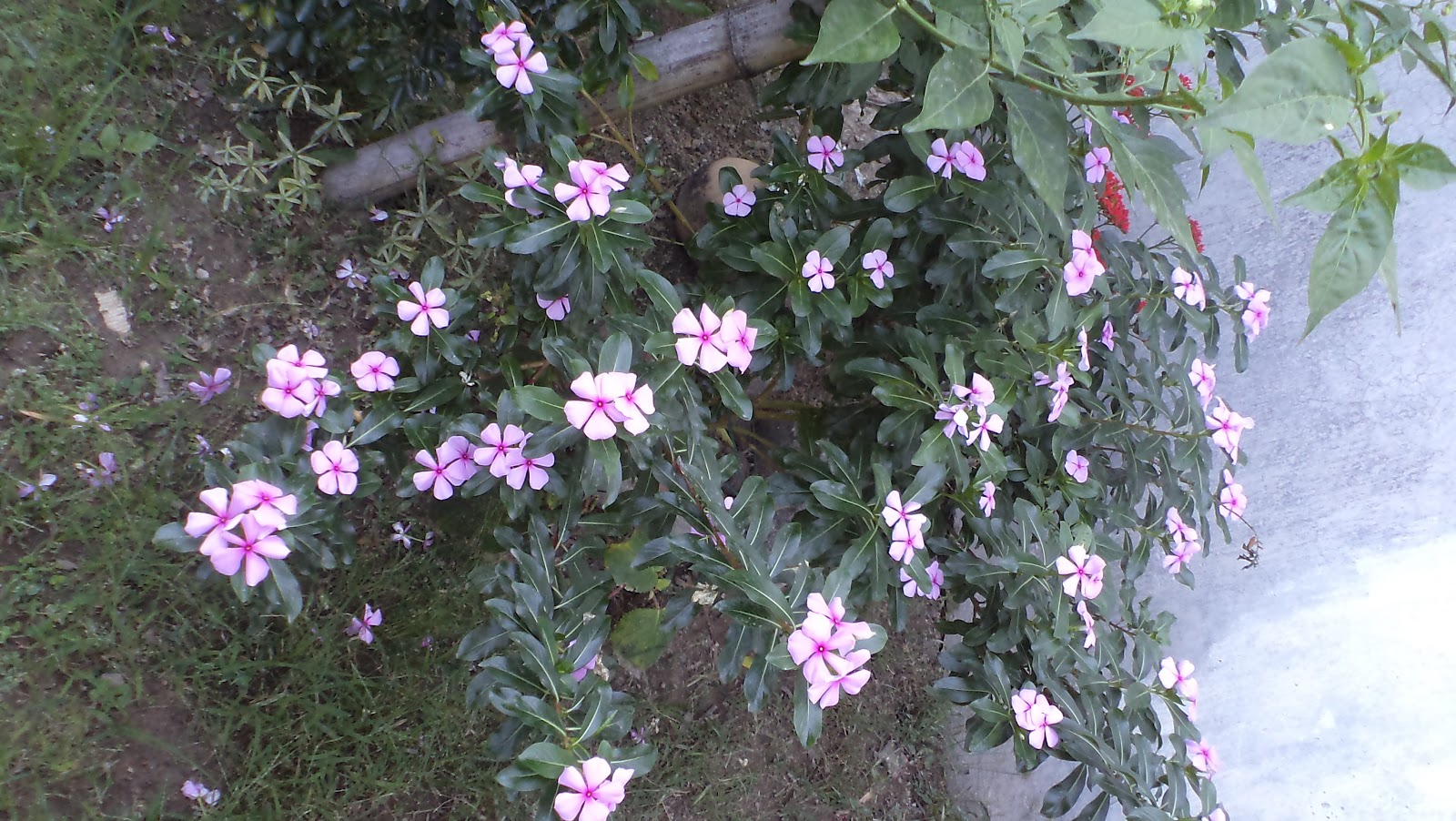 Creando Mi Jardin: Todo sobre mi jardín.