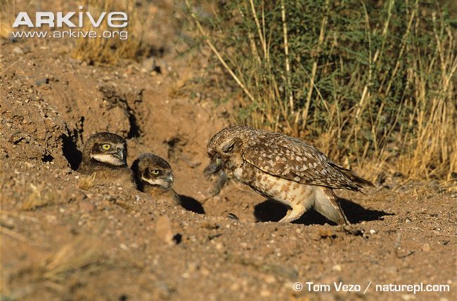 Baglyok: Üregi bagoly