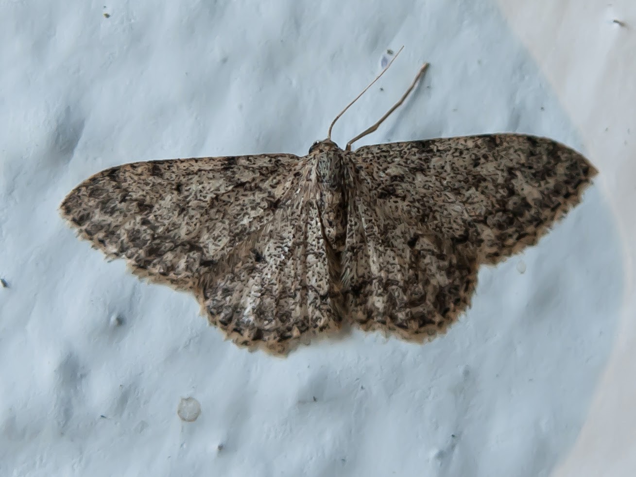 Fotonaturalista: ¿Polilla o mariposa?