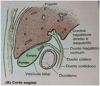 ao hepático comum . O ducto