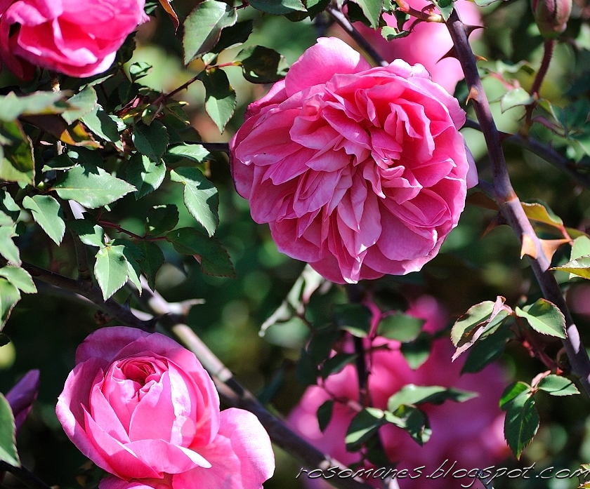 A Rose is a Rose...: First Roses of the Year