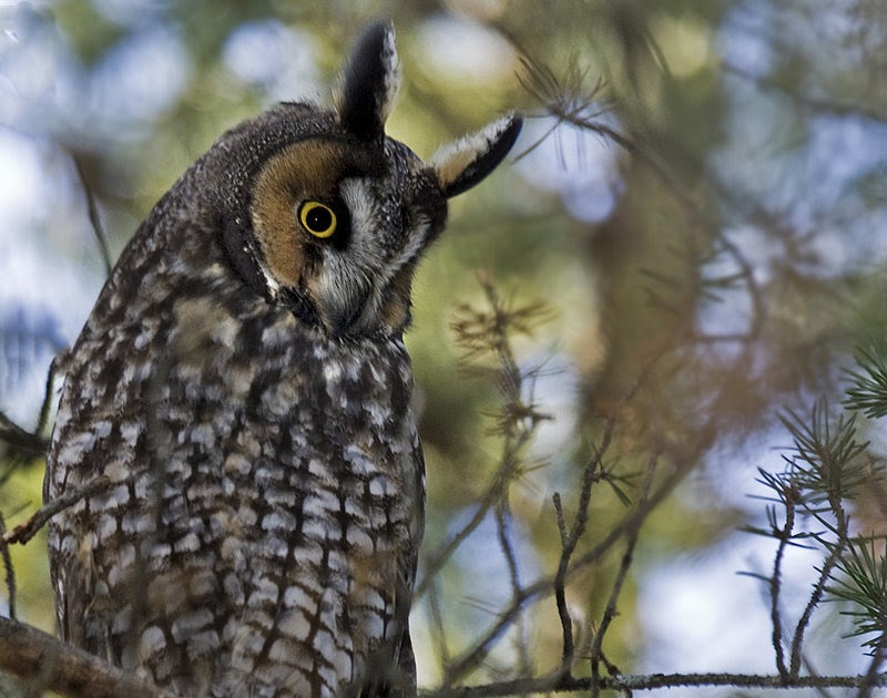 Compañeros de viaje: Búho chico (Asio otus)