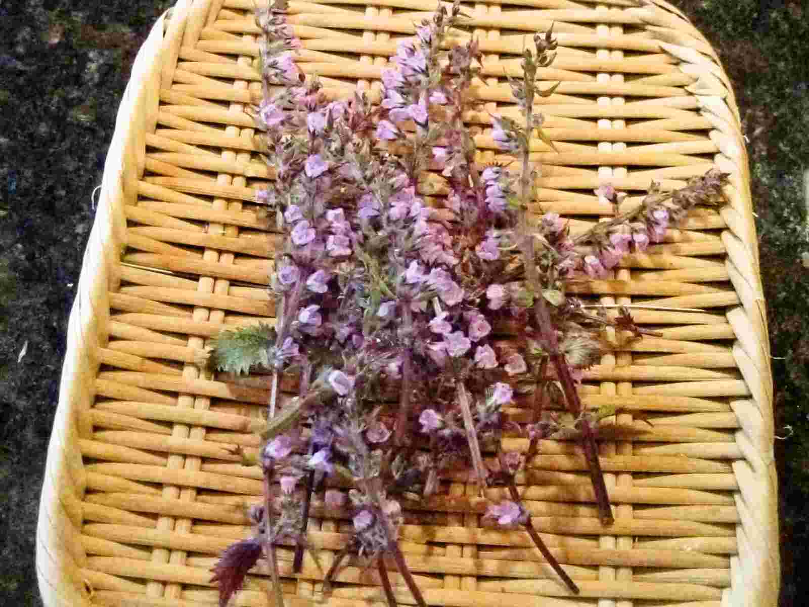 Recipes for Tom: Shiso perilla leaves, flowers and fruits