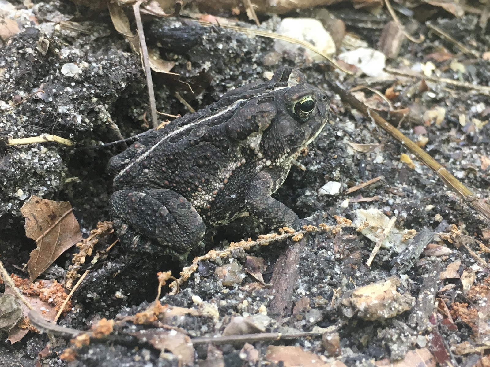 The Monkey Buddha: Nature Photography- Dark Toad