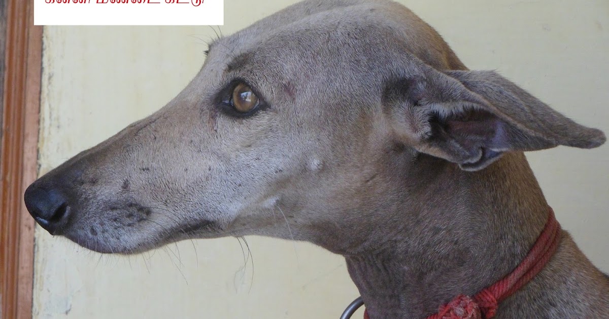 Kanni Dog Breed Information