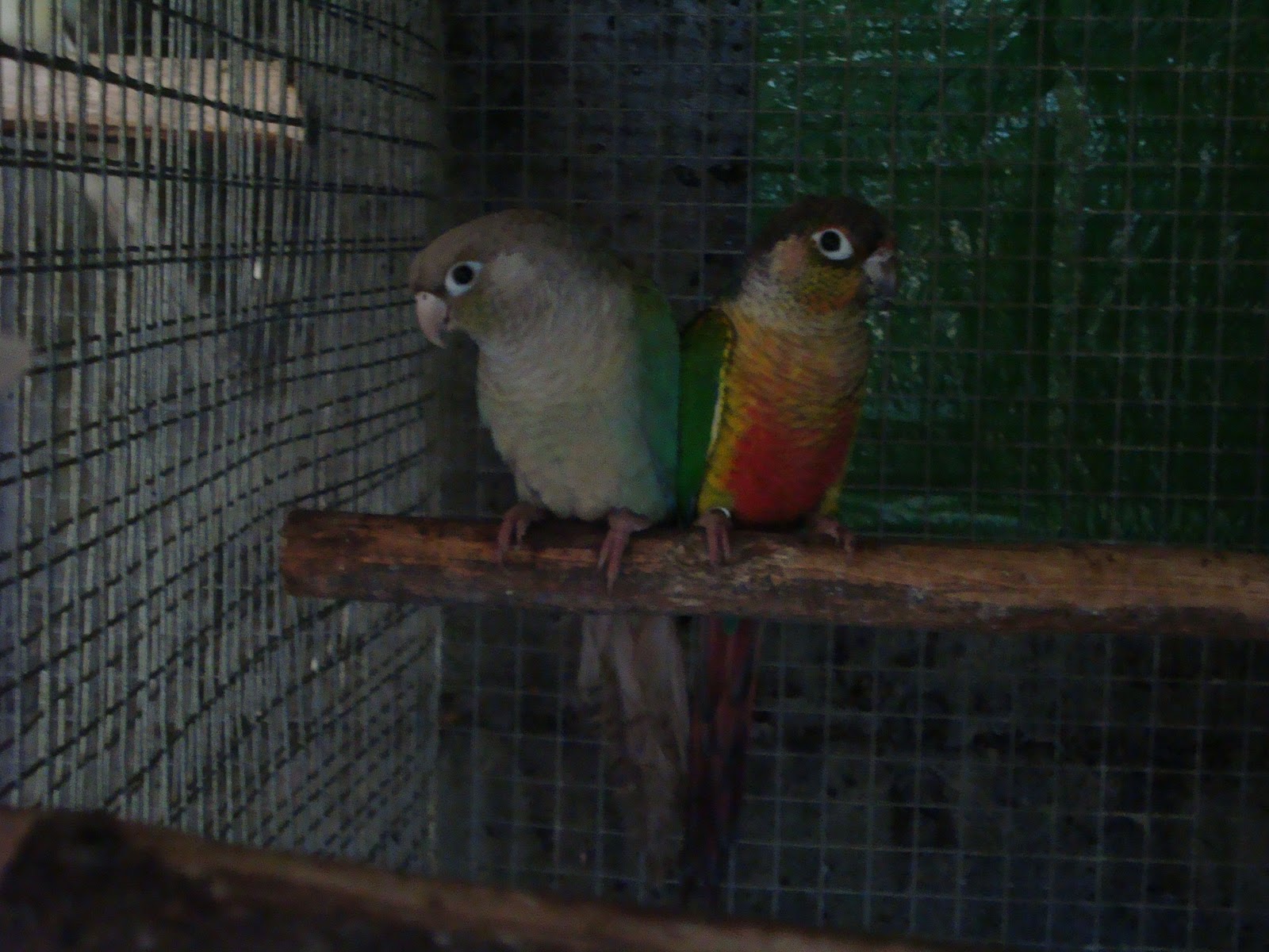 avescoelho.blogspot.com: Pyrrhuras