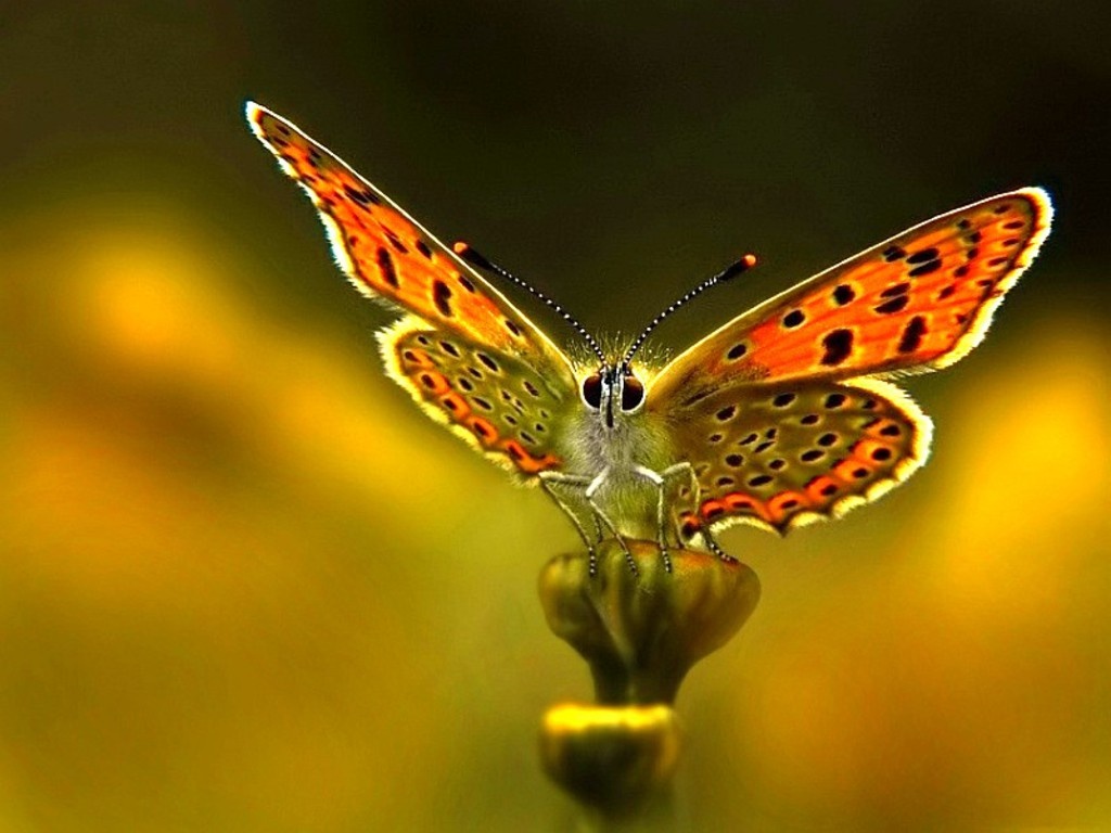 mariposas wallpapers,fondos de pantalla,butefly,