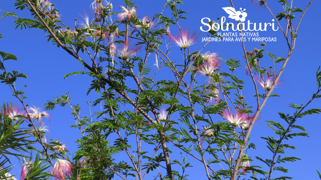 Plantas Nativas de Buenos Aires y alrededores: Calliandra parvifolia ...
