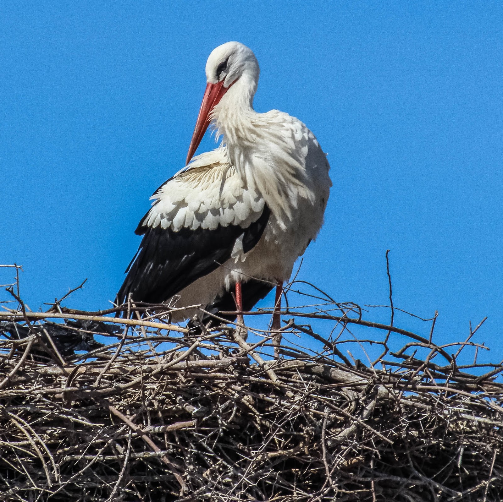 Cannundrums: White Stork - Morocco