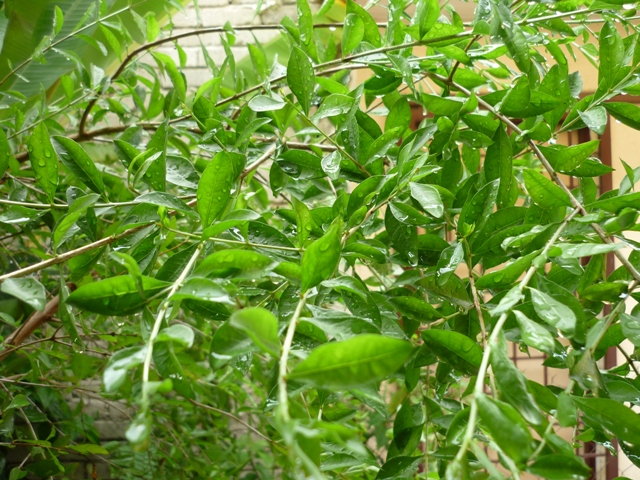 Khasiat Daun Inai | Mutiara Kehidupan