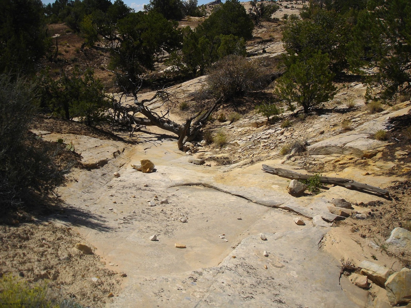 The Southwest Through Wide Brown Eyes: Butler Wash's Roadside Ruin ...