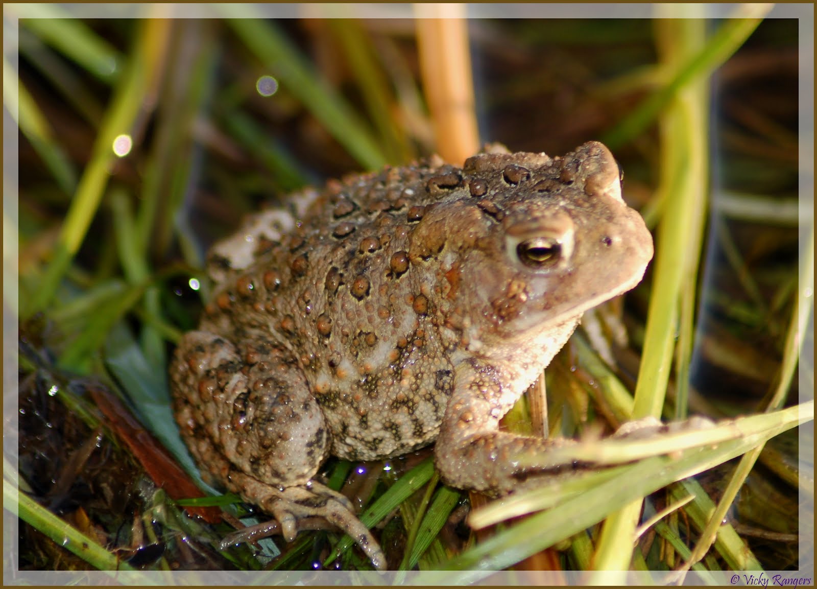 La faune et la flore du Québec en photos: Reptiles et amphibiens