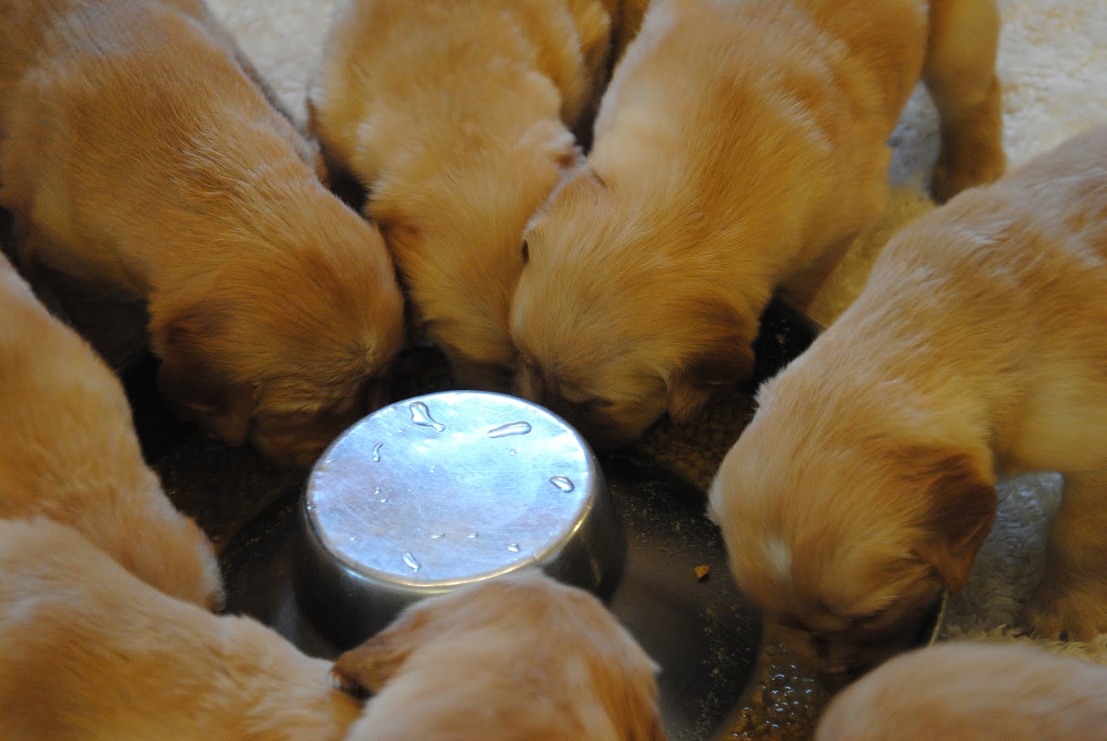 Mary Barrett Tidewater Golden Retrievers