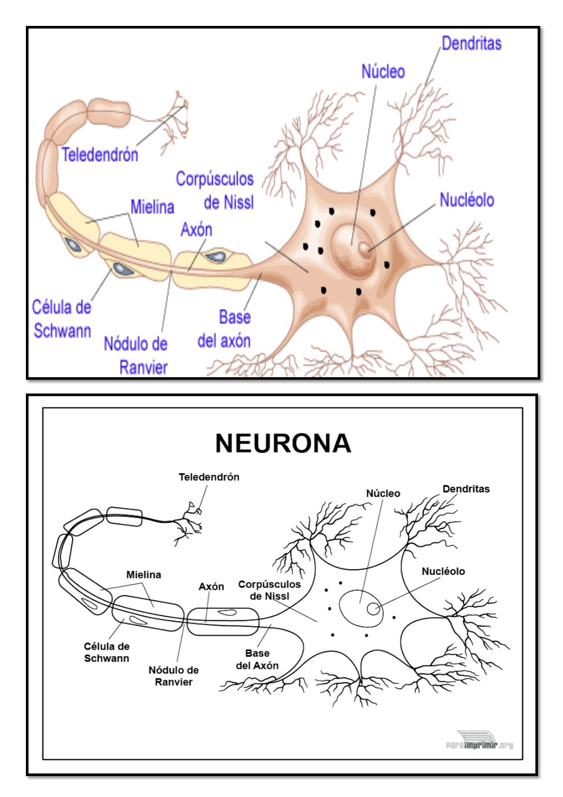 NEURONA Y SUS PARTES