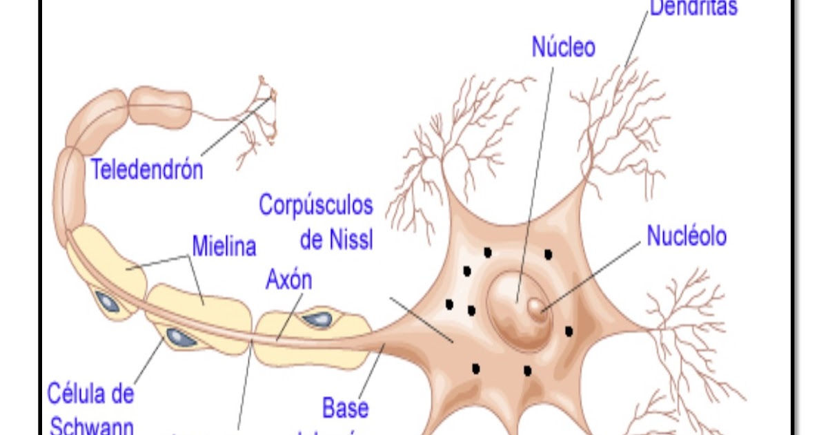 NEURONA Y SUS PARTES