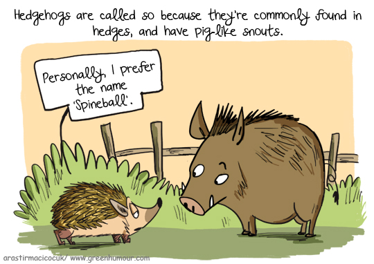 Green Humour: Hedgehog Cartoons for Arastirmaci Cocuk