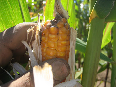 Have You Ever Picked A Carrot?: Clever Corn: How Seeds Travel