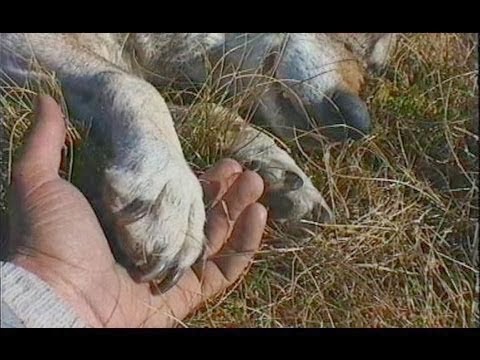 White Wolf : The Wolfman - The Diary of Paul Balenovic (BBC documentary)