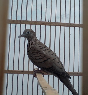 JUAL KUTUT: Jual Burung Perkutut Hitam Daringan Kebak / Kol Buntet ...