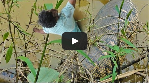 Giant snake eats man? huge snakes and humans - LVD