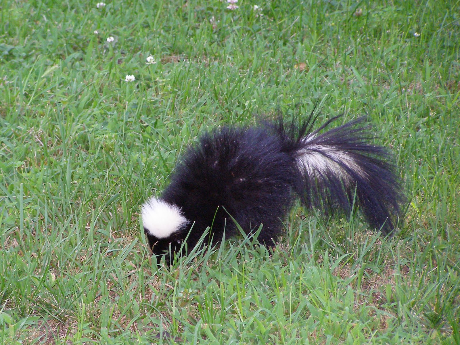 Blue Jay Barrens: Skunk