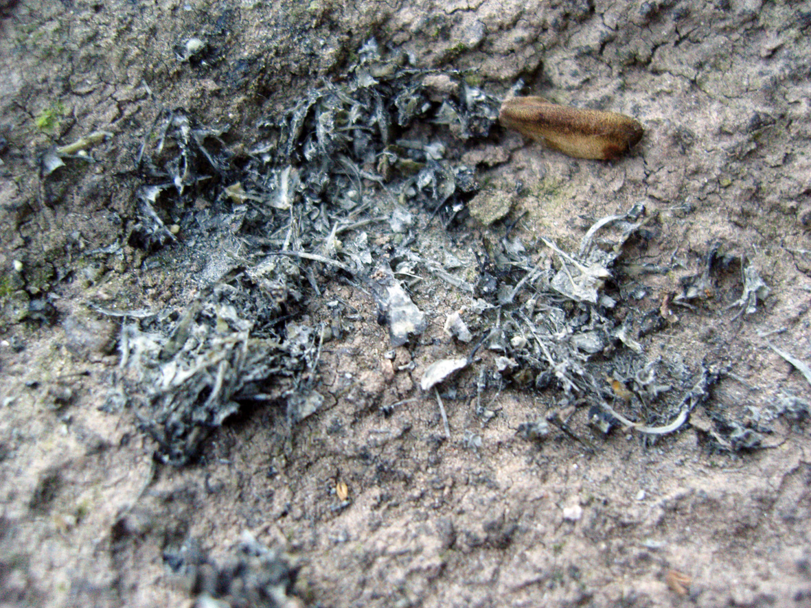 indie birder: Otter poo
