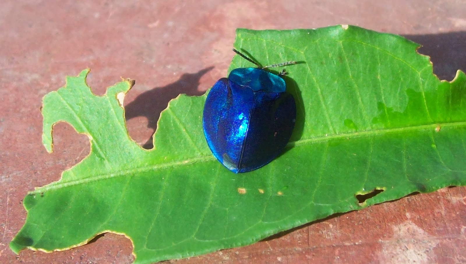 Mundo dos insetos: BESOUROS III (CASAIS)