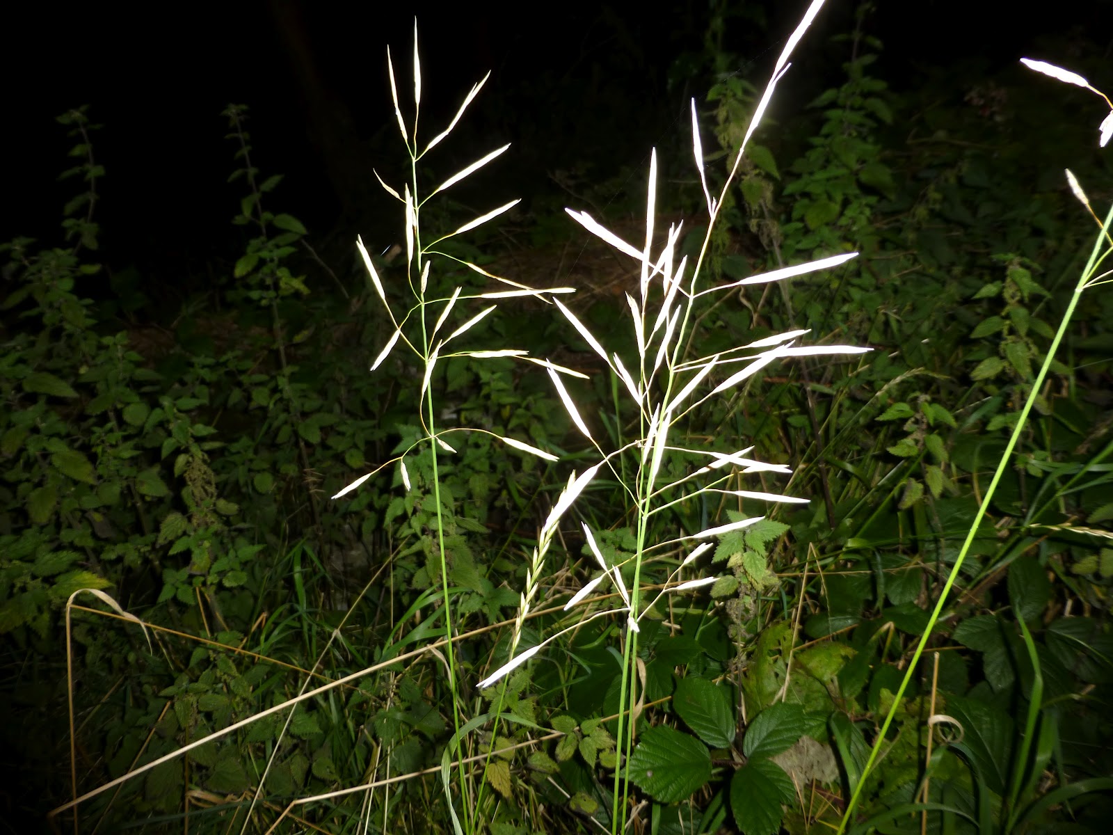 The Rainforest Fund Project: Bromopsis inermis - Hungarian Brome