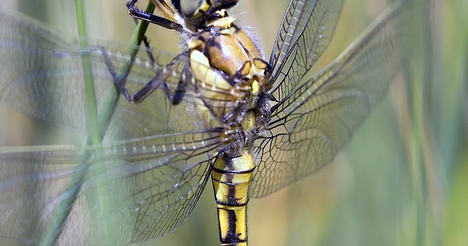 Invertebrados de Huesca: Orthetrum cancellatum (Linnaeus, 1758 ...