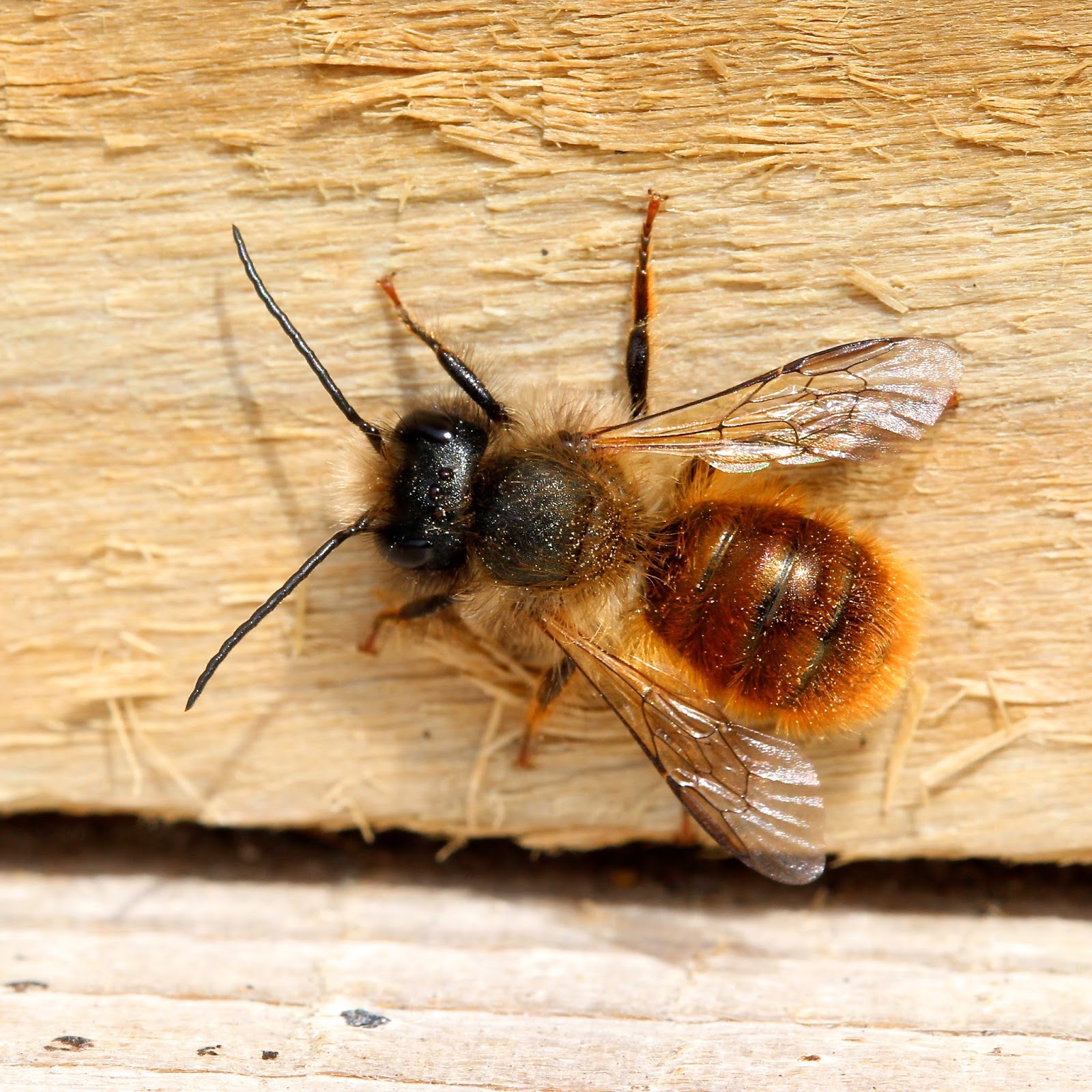 TrogTrogBlog: Red mason bee report