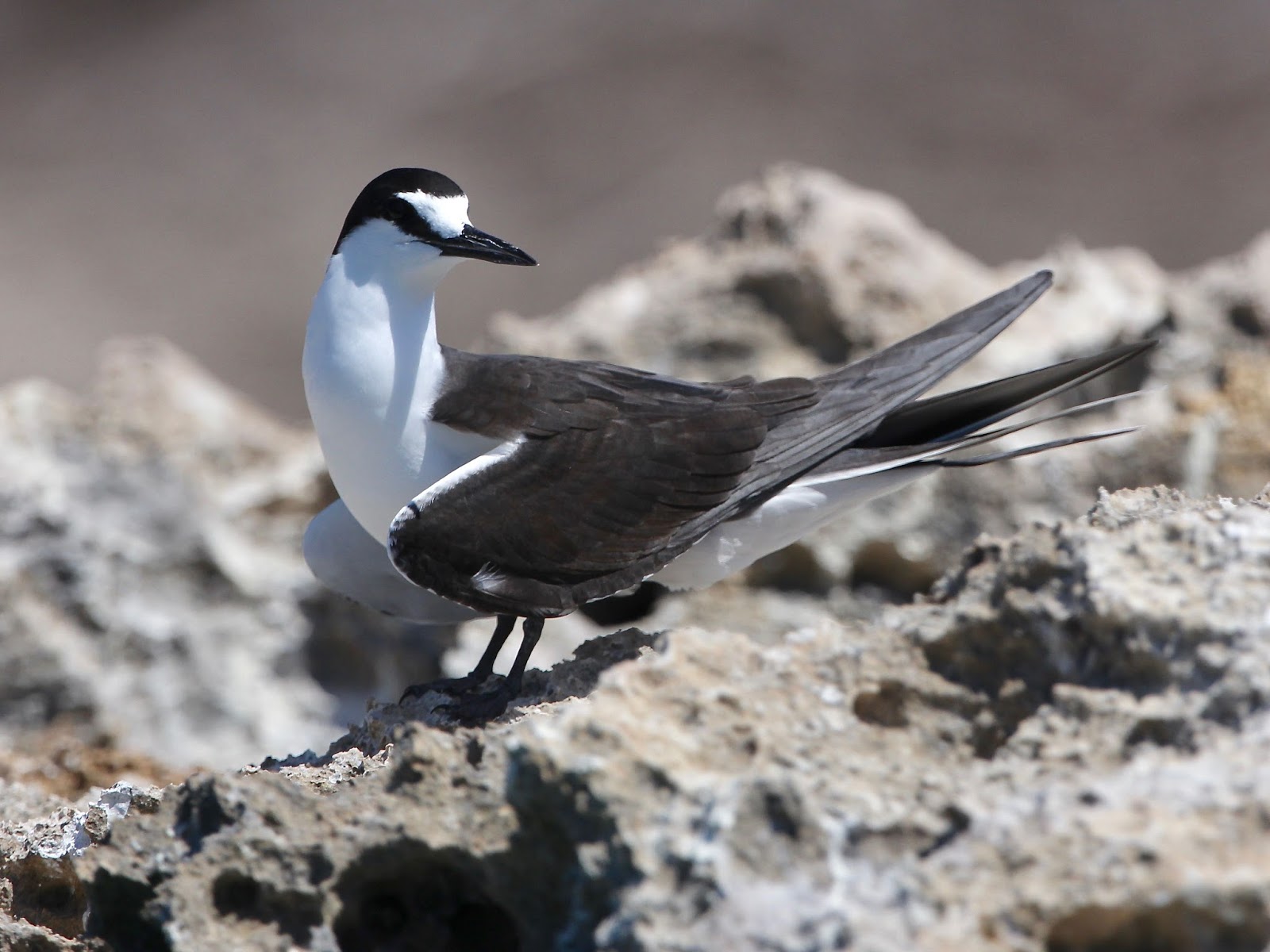 Avithera: Sooty Tern and Brown Booby breeding event