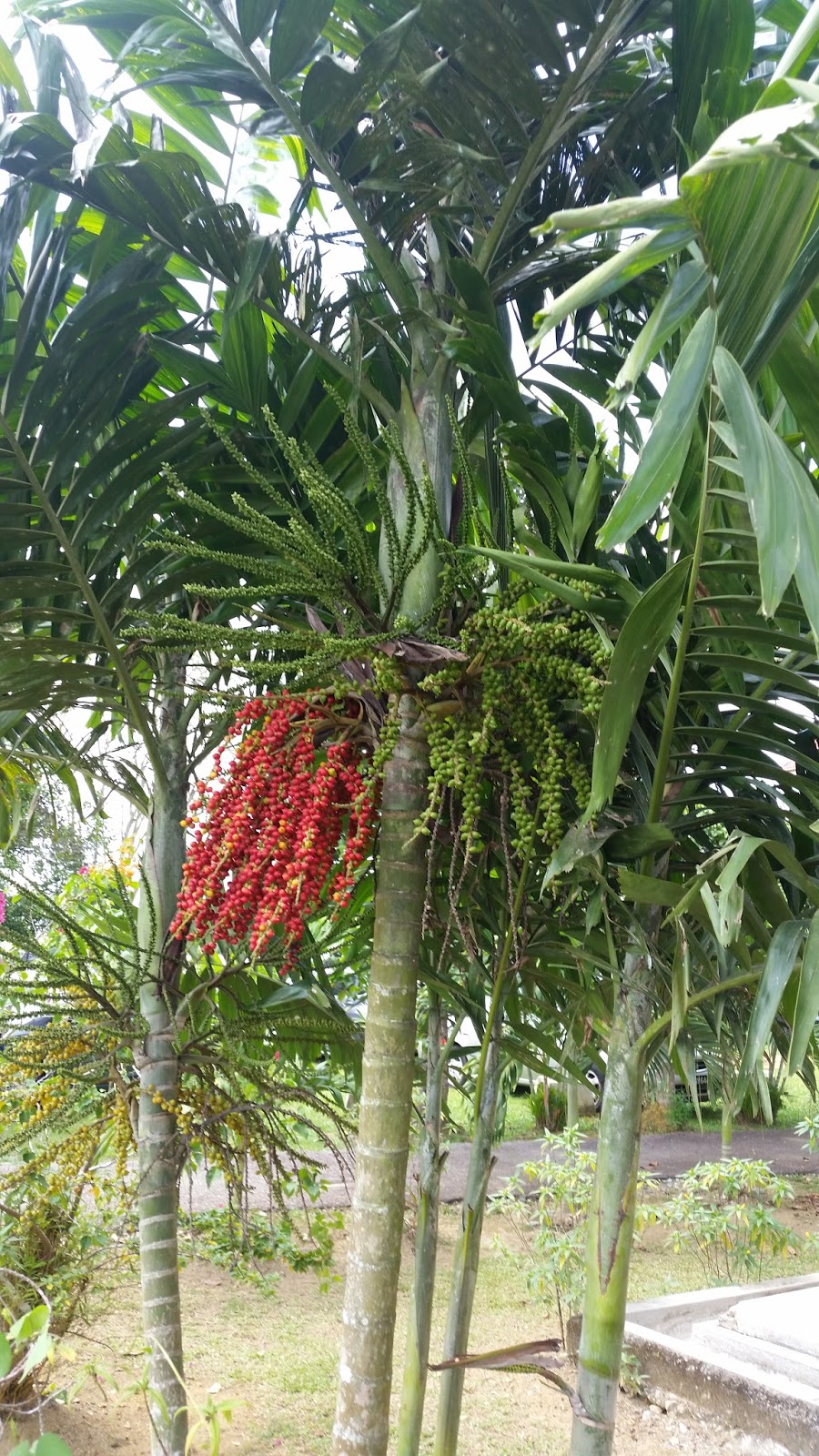 Warisan Petani: Pokok Palma Hiasan