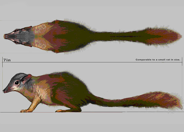 Chroniques du têtard mouillé: L'homme et le singe sont des Purgatorius ...