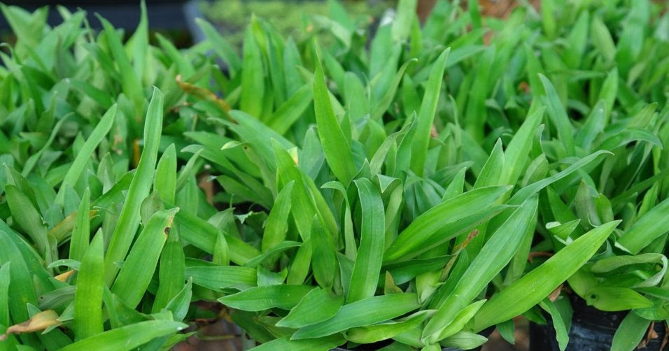 Rumput Beijing | Apa itu Rumput Beijing? - Aerill.com™ | Lifestyle