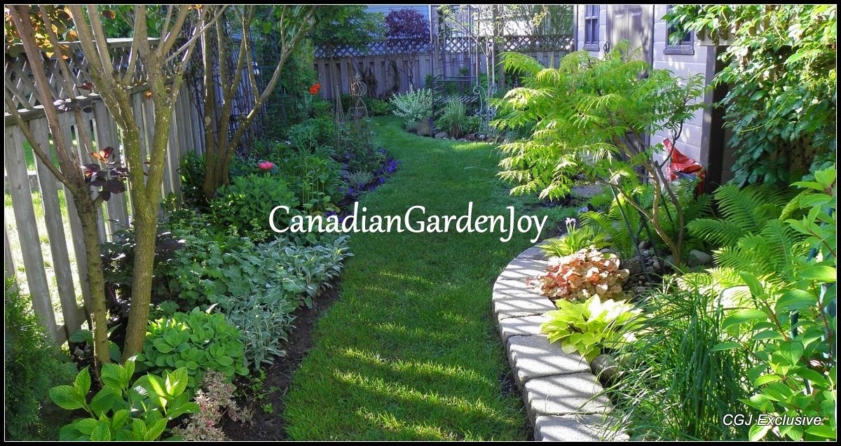 CanadianGardenJoy: Dark Green Pyramidal Yew Taxus x Media