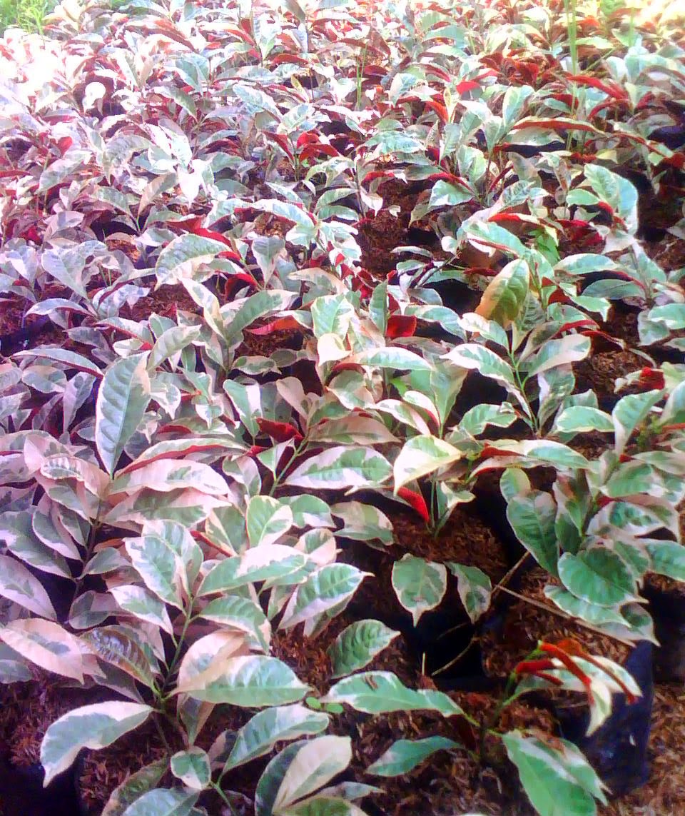 Baru 34+ Contoh Tanaman Perdu