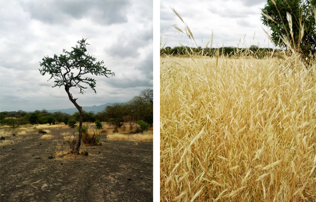 oinge: Olorgesailie Prehistoric Site