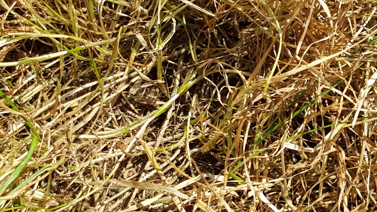 CO-Horts: My Lawn is Turning Red?