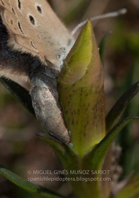 SPANISH LEPIDOPTERA PHOTOGRAPHY: PHENGARIS ALCON, LA HORMIGUERA DE LAS ...