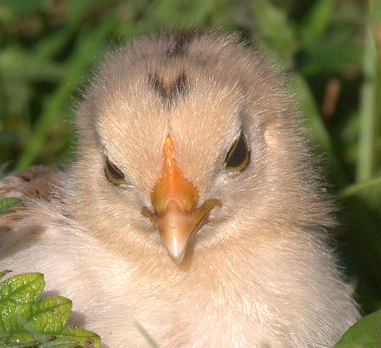 Natuurfoto Westerwolde: Leuk zo,n lief kuikentje