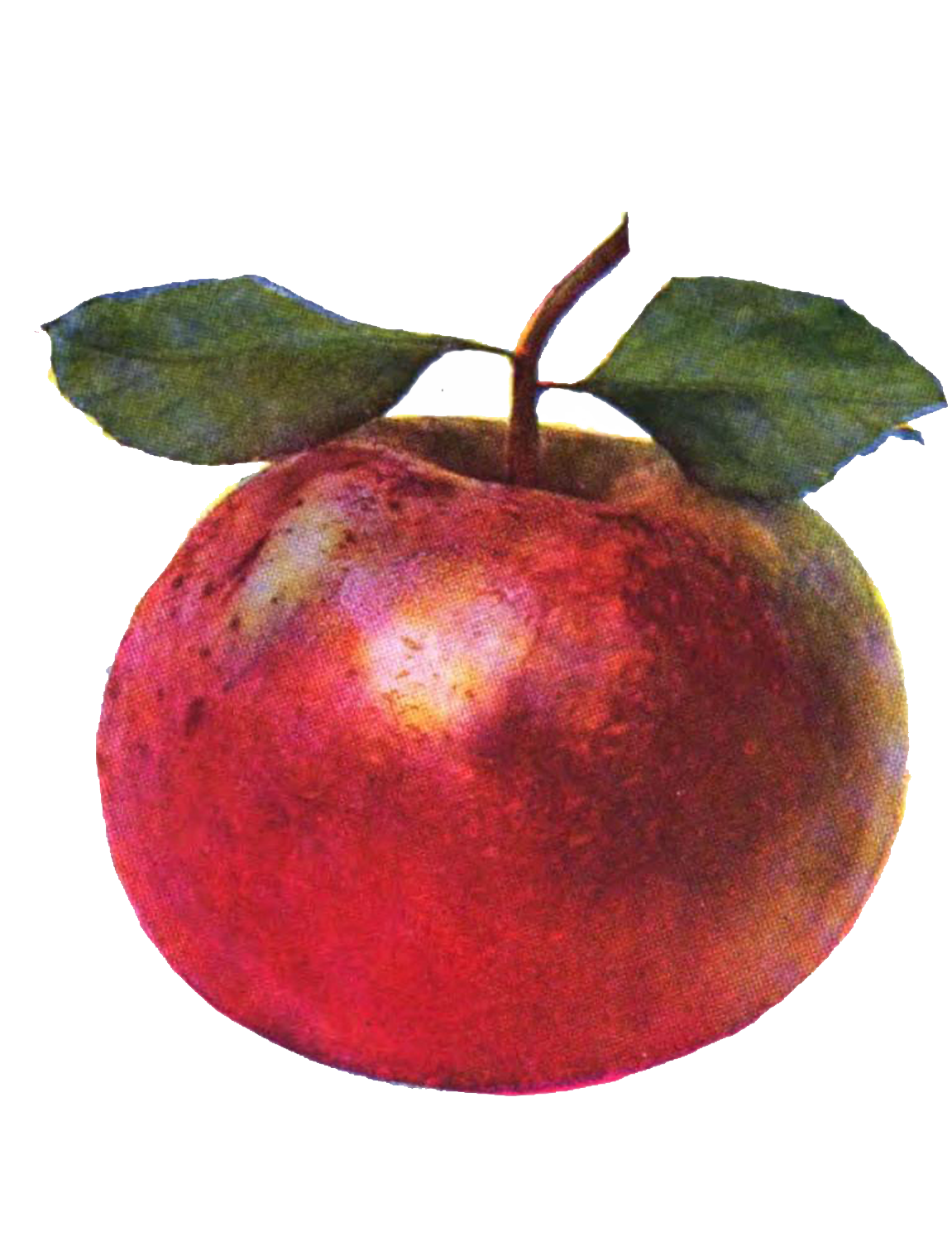 Ella Clipart : Klipartas - obuolys