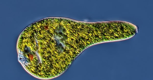 BELAJAR BERSAMA AQRYS: Sistem Organisasi ( IPA ) Kelas 7