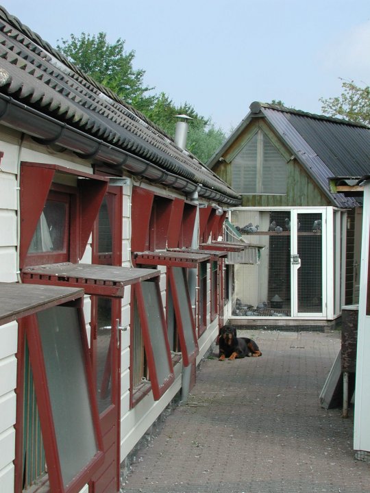 nieripigeons-Holanda racing pigeons: Martha Van Geel SIEMPRE VIGENTE.