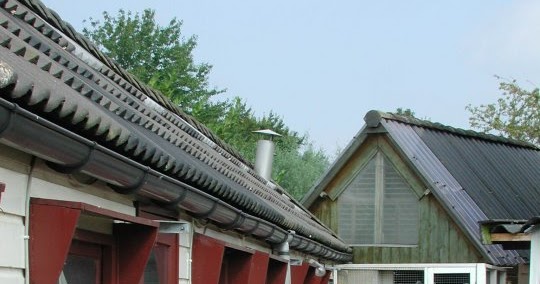 nieripigeons-Holanda racing pigeons: Martha Van Geel SIEMPRE VIGENTE.